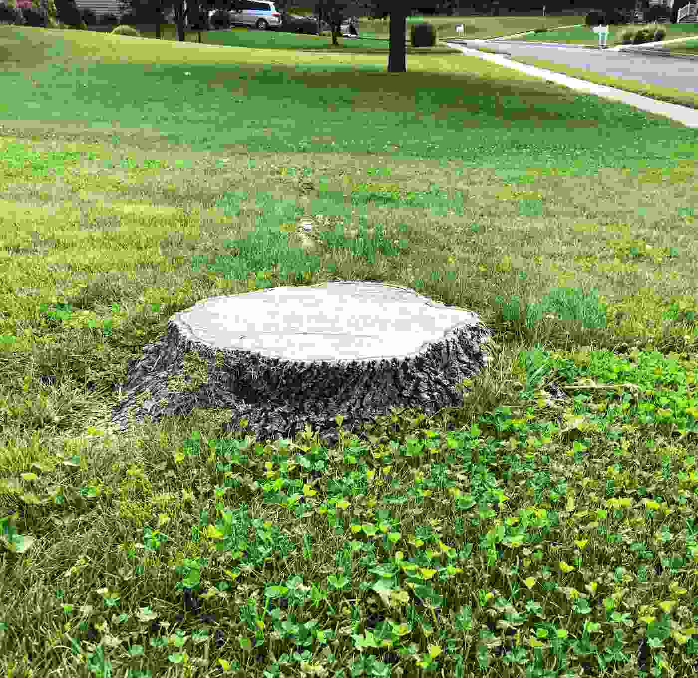 Tree stump grinding vs. tree removal | Tree services